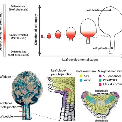 Gene Regulatory Networks Of Leaf Development A Regulators Of Leaf Download Scientific