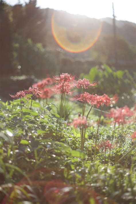 頭の中お花畑 GANREF
