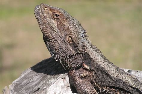 Pogona Barbata Única Tranquila Y Bella Especie De Reptil