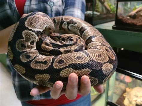 Adopted Python Regius Normal Ball Python Big Mac 4 Ye