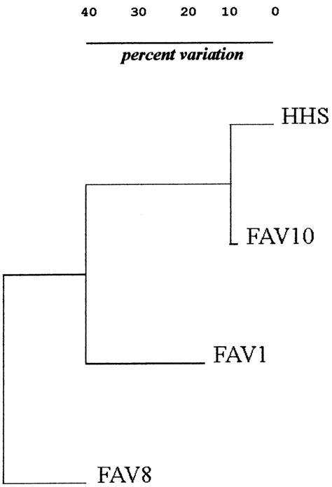 Dendrogram Showing The Percentage Of Dissimilarity Of Nucleotide