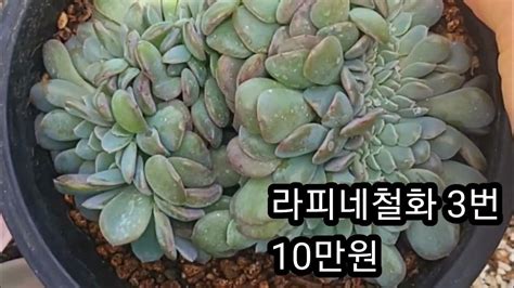 6월18일라피네철화화이트팜철화오닉스철화 Youtube