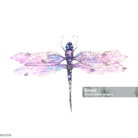 흰색 배경에 고립 된 보라색 잠자리의 손으로 그린 수채화 그림 물에 대한 스톡 벡터 아트 및 기타 이미지 물 잠자리 잠자리 Istock