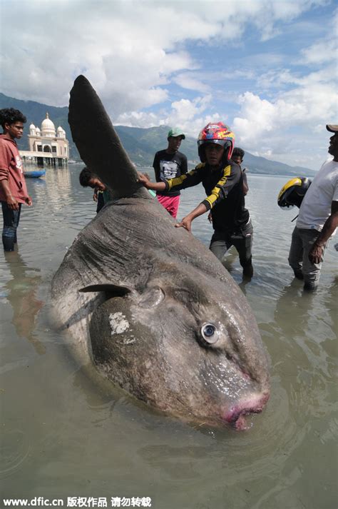 罕见体长两米翻车鱼搁浅印尼海滩 新浪图片