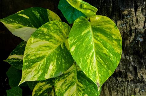 Las Mejores Plantas De Interior Que Necesitan Poca Luz Guía Completa