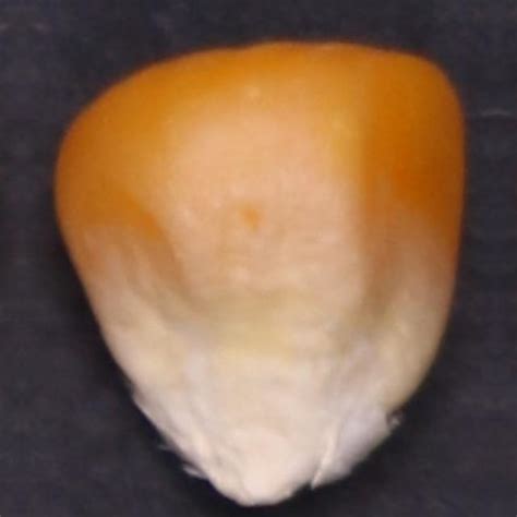 Corn Seed Variety Kernel Classification Model V1 2024 01 22 1125am