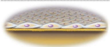 Cell Shapes And Sizes Flashcards Quizlet