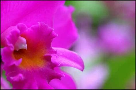 Nong Nooch Tropical Garden Tropical Garden Garden Plants