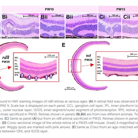 Summary Of Parameters Used In Previous Preclinical Retinal Stimulation Download Table
