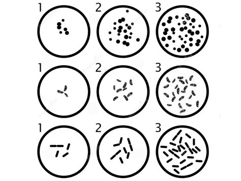 1 Sinh trưởng ở vi sinh vật là gì