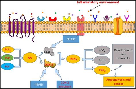 Interplay Between Cyclooxygenase‑2 And Micrornas In Cancer Review
