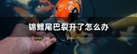 锦鲤尾巴裂开了怎么办 鱼百科