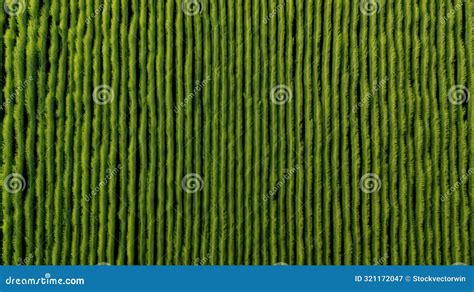 Rows Field Corn Background Stock Illustration Illustration Of Harvest