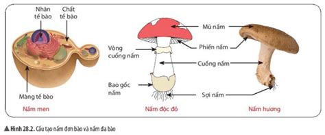 Các Dấu Hiệu Nhận Diện Nấm độc