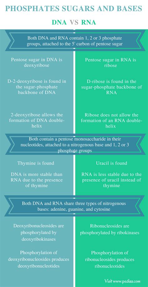 Compare The Phosphates Sugars And Bases Of Dna And Rna Similarities Differences
