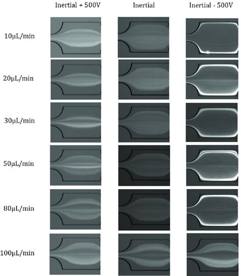 Effects Of Flow Rates On Particle Distribution In Inertial 500 V Pure Download Scientific