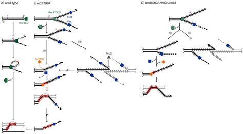 A Model For A Dsb Resection In E Coli Red And Gray Dots Bound On