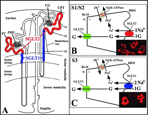 A The Localisation Of Sglt2 And Sglt1 Along The Human Nephron B Sglt2
