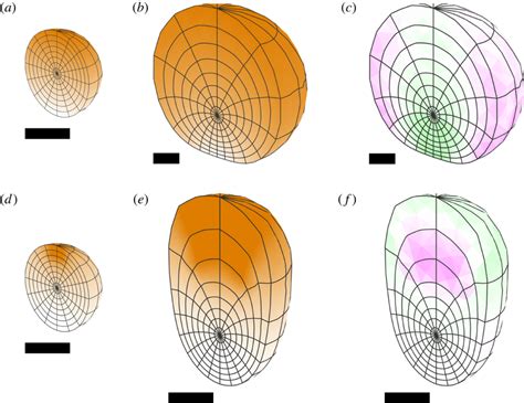 Gradients Of Isotropic Specified Growth In A Sphere Ac A Linear Download Scientific Diagram