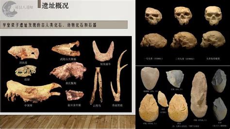 湖北发现最完整直立人头骨化石实证我国百万年人类史