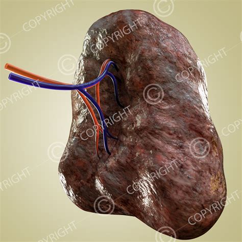 Spleen 3d Model 9 Fbx C4d Free3d