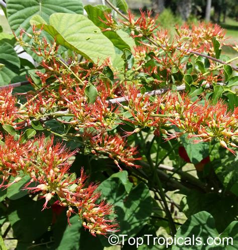 Combretum Microphyllum Flame Creeper Top Tropicals Plant Encyclopedia