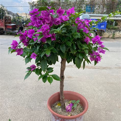 多花色三角梅盆栽棒棒糖喜阳庭院带花苞老桩紫红造型好养批发 阿里巴巴