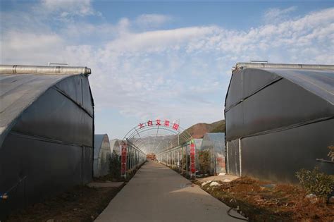 陕西太白县高山蔬菜绘就产业振兴图景 东方养生频道 东方养生
