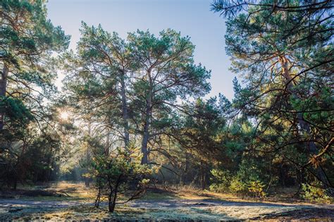 Обои Природа Лес обои для рабочего стола фотографии природа лес деревья Обои для рабочего