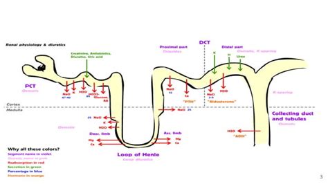 1 Introduction To Diuretics For Health Sciencepptx