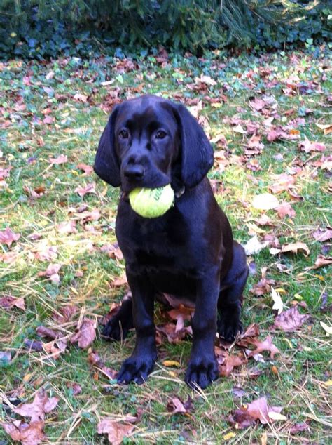 Bloodhound Lab Mix Puppy