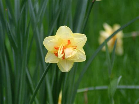 Double Daffodil One Bulb Twice The Joy Nature And Garden
