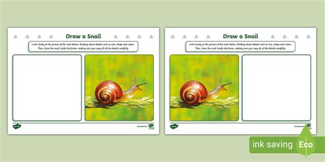 Draw A Snail Activity Sheet Snail Snail Art Twinkl