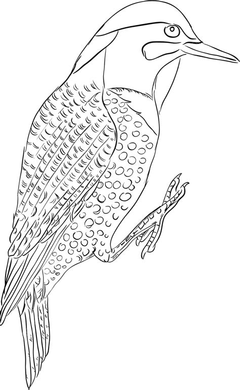 Gambar Burung Flicker Png Vektor Psd Dan Clipart Dengan Background Transparan Untuk Download