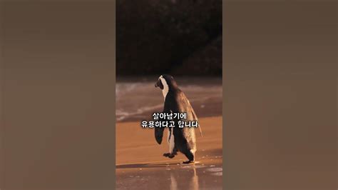 일찍 일어나는 새가 먹이를 잘 잡을까 속담의 과학 과학 뇌과학 지식 Youtube