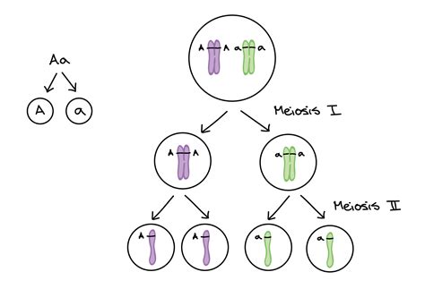 Chromosome Theory Of Inheritance