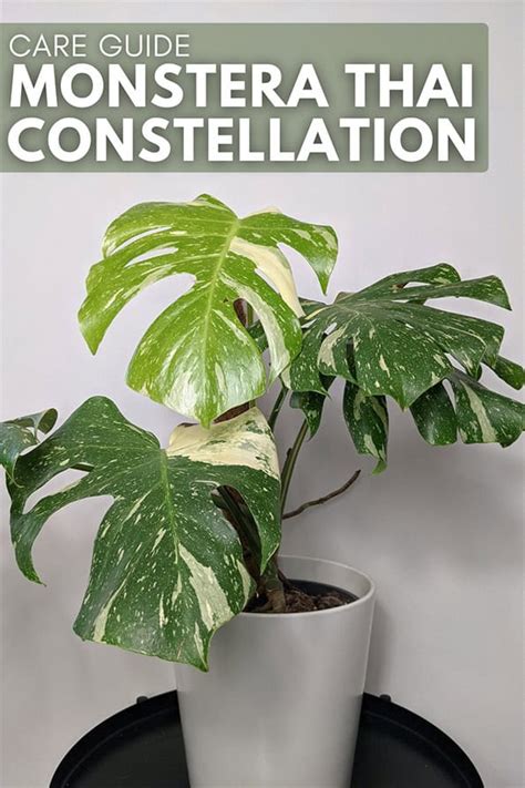 Monstera Thai Constellation Care Guide Growing Tips And Problems
