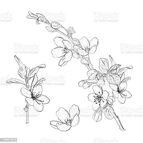 벚꽃 벚꽃 사과 매화 야생 벚꽃 매화 새 벚꽃의 피는 가지와 꽃의 벡터 삽화 세트 꽃 새싹 나뭇잎의 사실적인 검은색 윤곽 그래픽 그리기 엽서 디자인 및 구성 장식 인쇄물