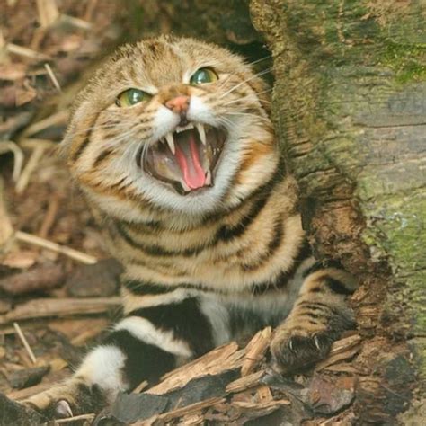 Malware Analysis Part 6 Shannon Entropy Simple Python Script Cocomelonc