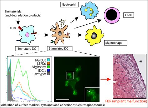 Cytoskeleton Cartoon