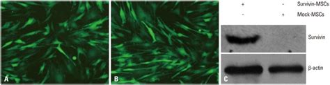 Efficiency Of Gene Transduction And Survivin Expression A Expression Download Scientific
