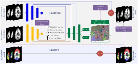 Figure 1 From Contrastive Registration For Unsupervised Medical Image Segmentation Semantic