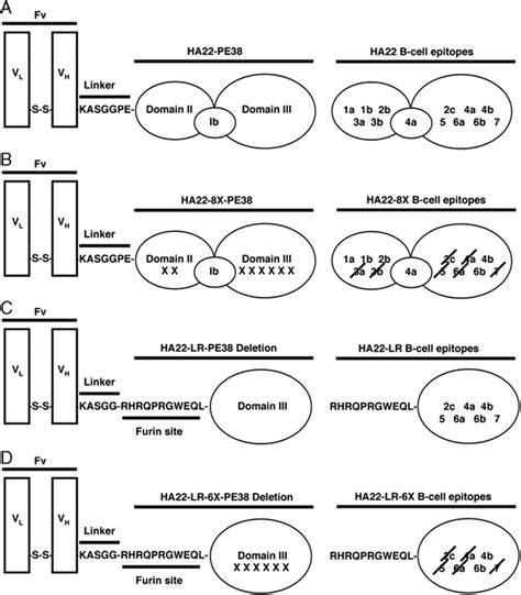 Schematic Of Recombinant Immunotoxins Rit Design Showing B Cell