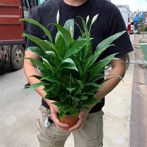 水培绿植怎样养 如何养好水培植物 水培植物固定小技巧 大山谷图库