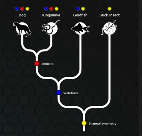 Evolution Flashcards Quizlet
