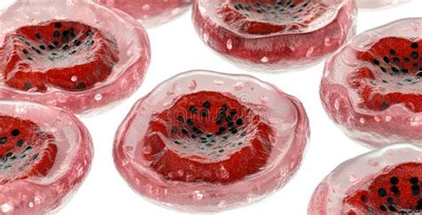 Clostridium Perfringens A Bacterium Visible In 3d Microscopic Images As Spore Forming Rods Is