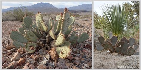 Adaptation Of Cactus