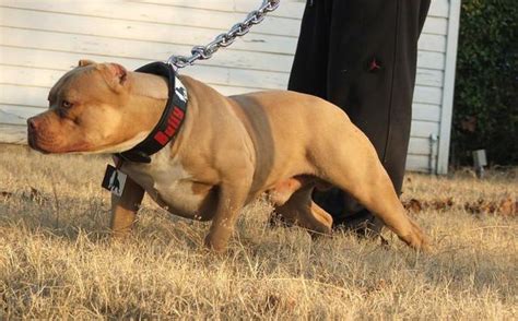美國國寶，被譽為世界第一鬥犬：比特犬真心太霸道 每日頭條