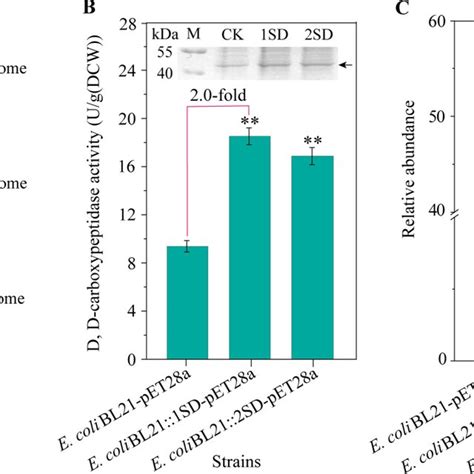 Effect Of Additional Sd Sequence Introduction On E Coli Cell