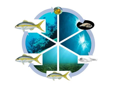The Yellowtail Snapper S Life Cycle And Shifts In Habitat Use With